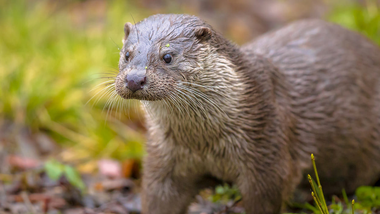 European otter: Get to know the specie