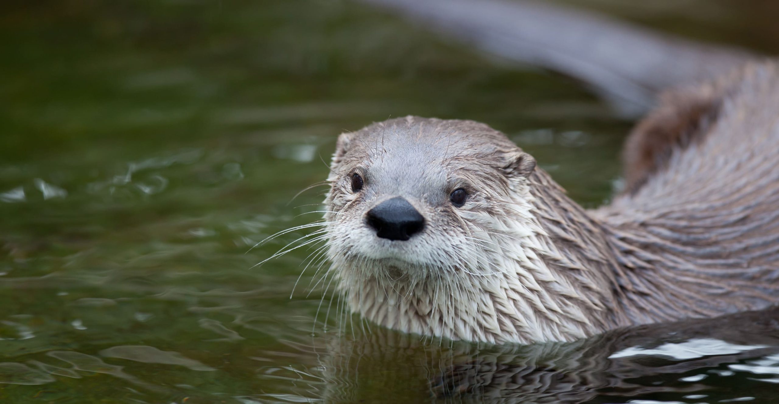 European otter: Get to know the specie