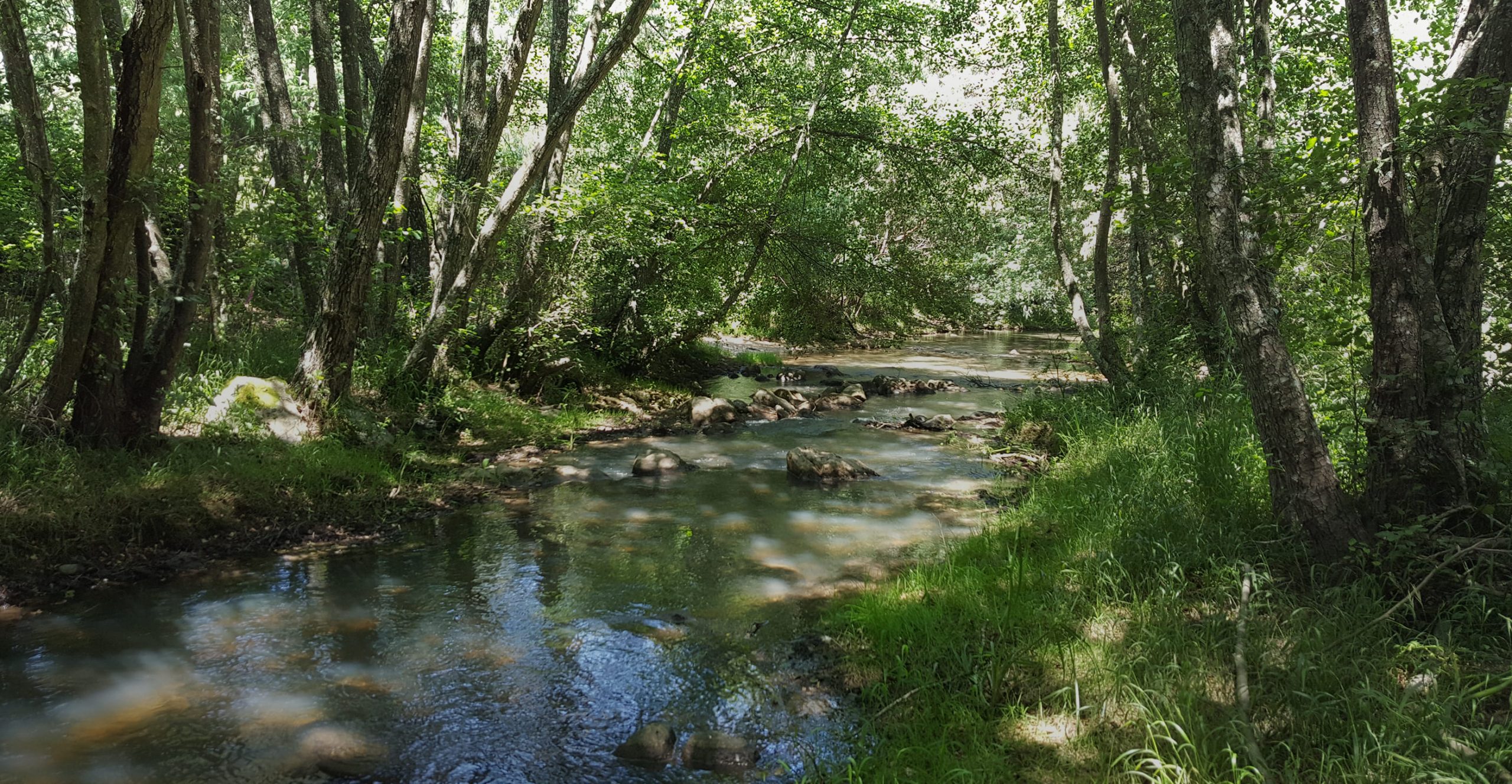 Riparian forest: a shelter for riverside life