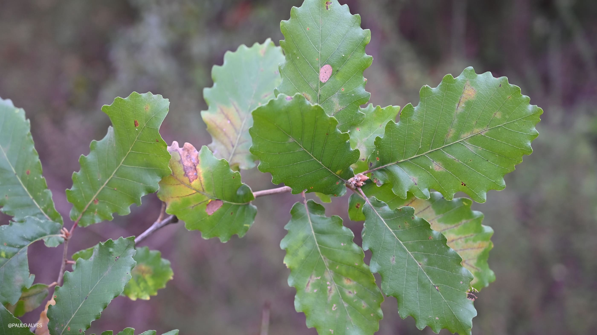 Algerian oak, a specie at risk of extinction