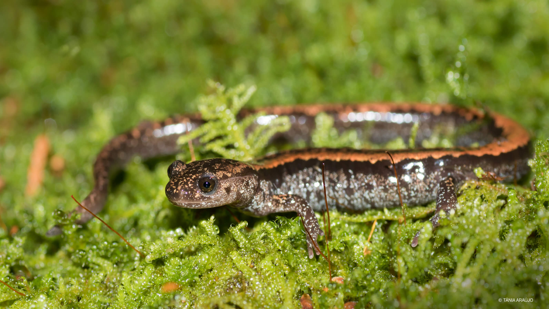 Gold-striped salamander