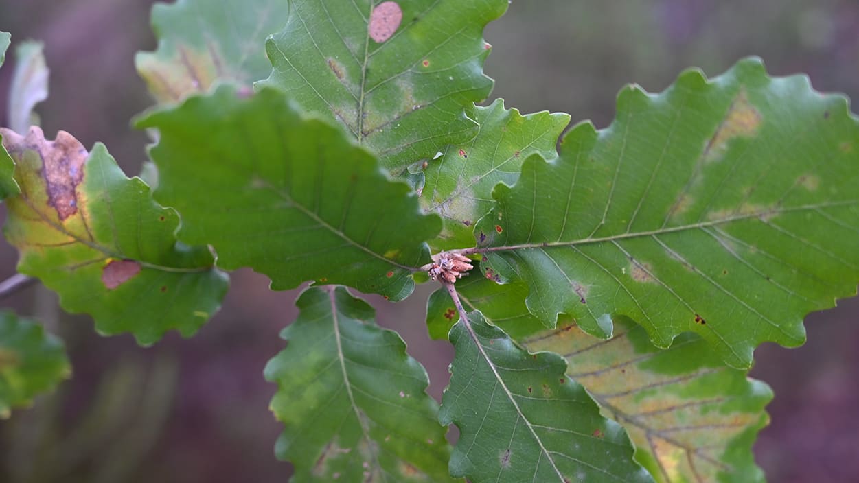 Algerian oak, a specie at risk of extinction