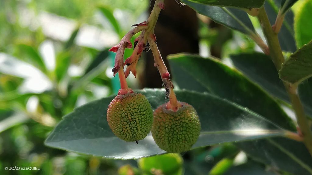 Strawberry Tree – a species with high ecological value