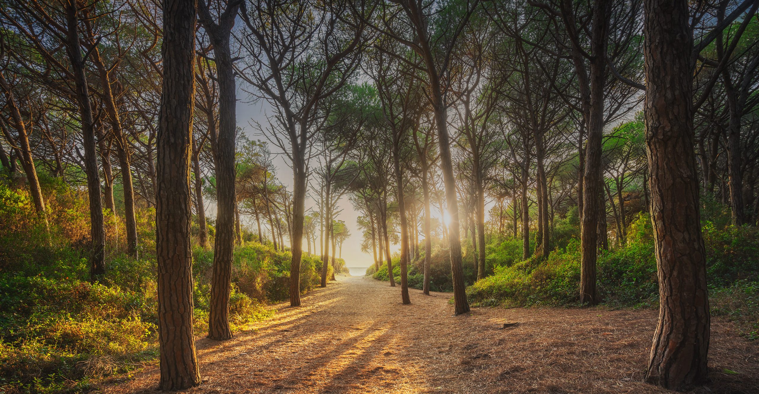Pine Forest: common but diverse habitats in Portugal