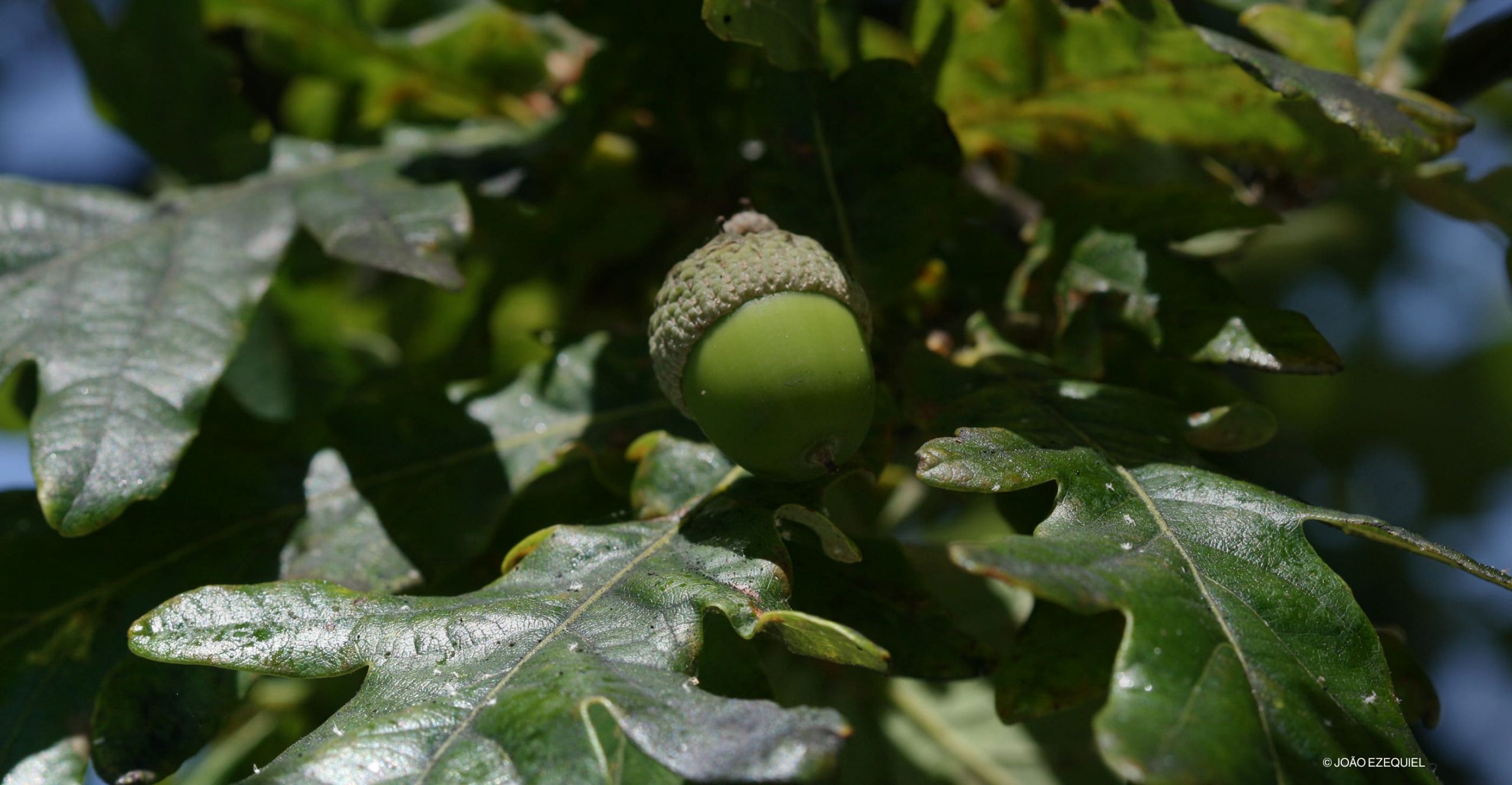 Learn more about the common oak, a species that is native to temperate ...