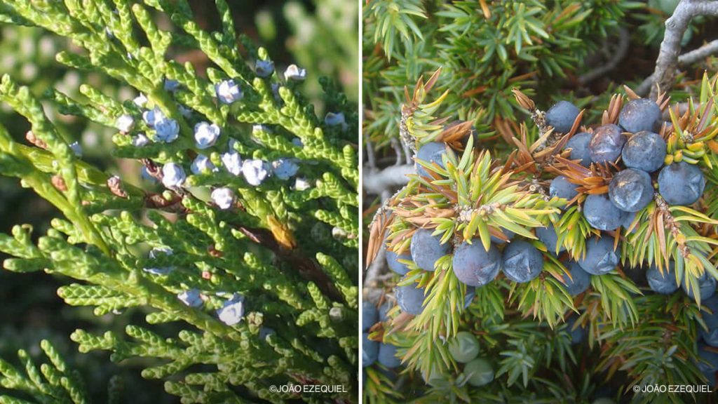 Discover the richness and diversity hidden in juniper forests