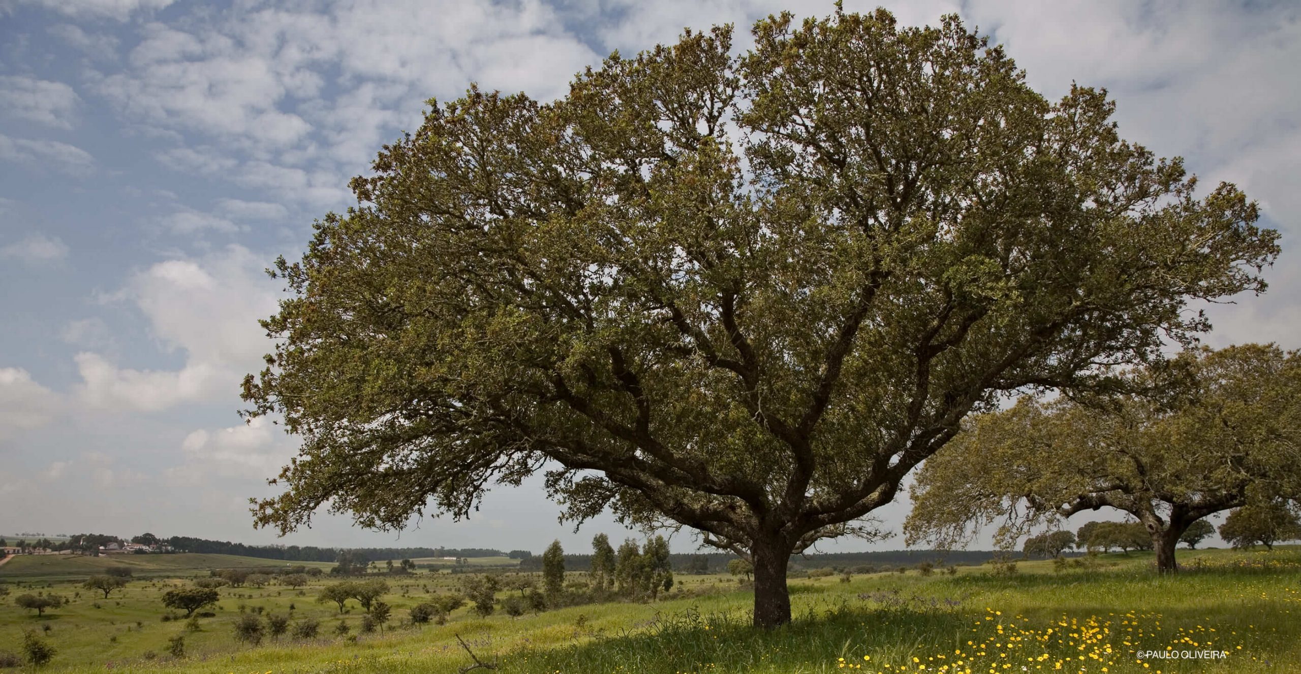 Montado: a man-made sanctuary of biodiversity