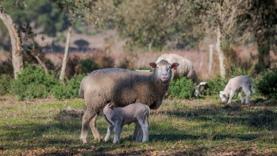 Montado: a man-made sanctuary of biodiversity