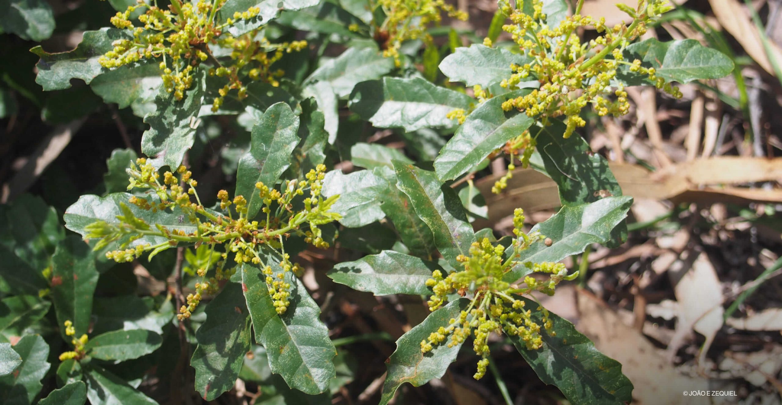 The Lusitanian Oak: the smallest of the Portuguese oak trees