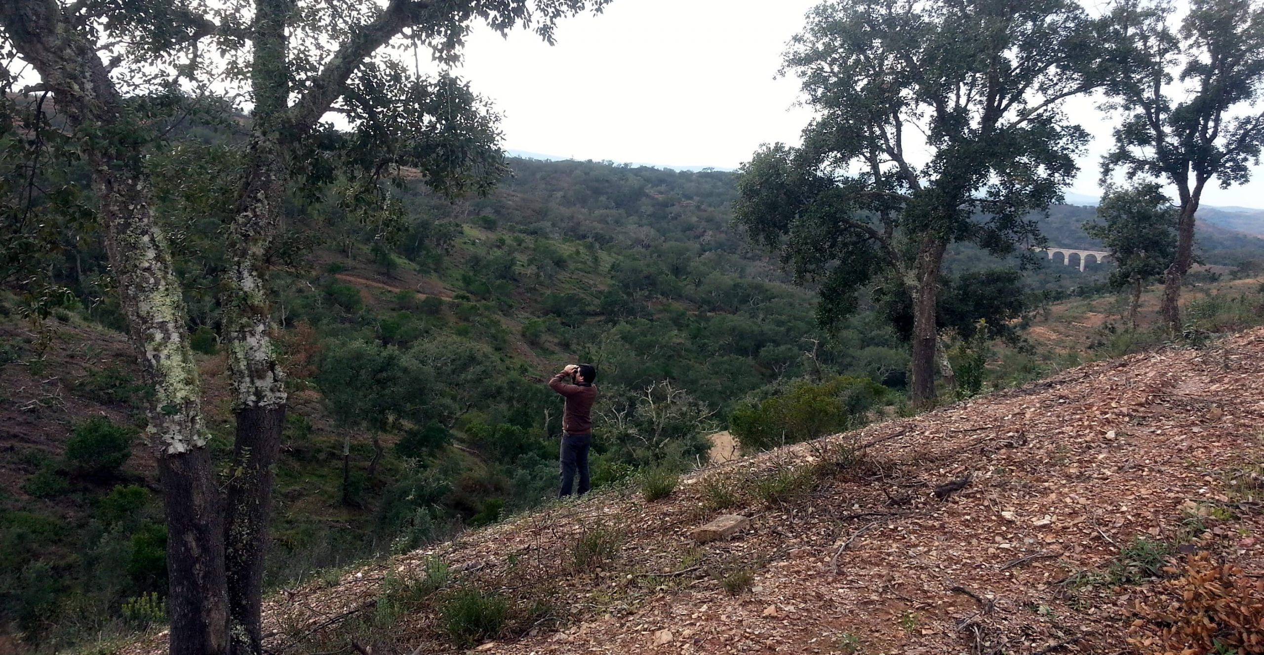 Identifying habitats and species in Navigator forests