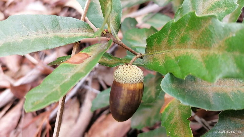 The Lusitanian Oak: the smallest of the Portuguese oak trees