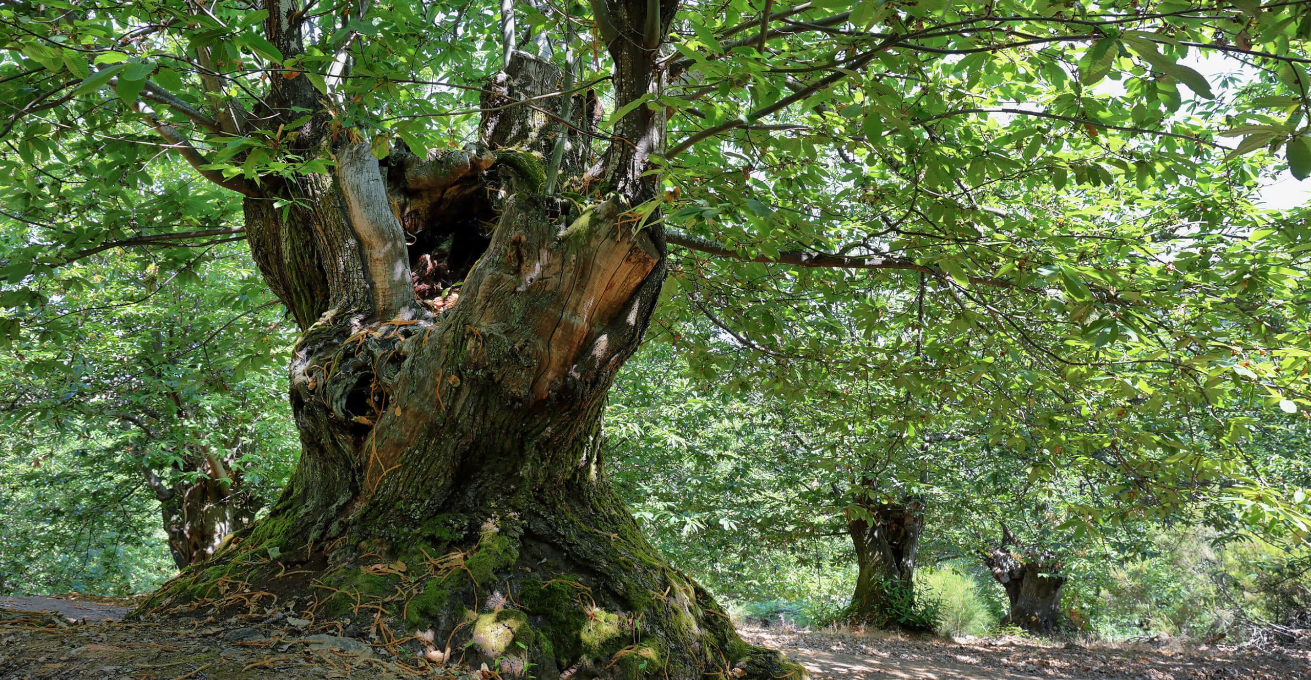 Old chestnut trees: a haven for biodiversity