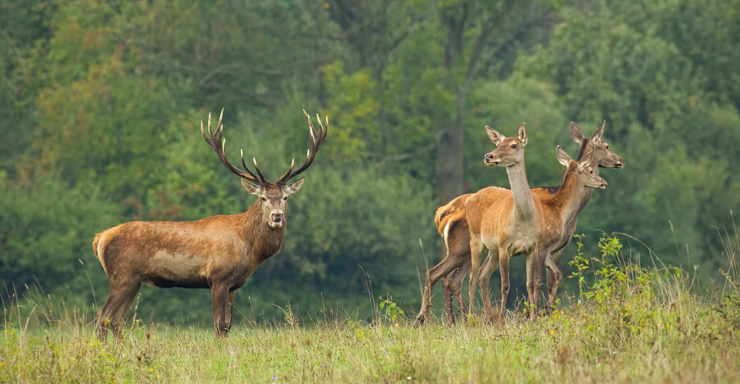 Red deer in the Serra da Lousã mountains: example of a reintroduction ...