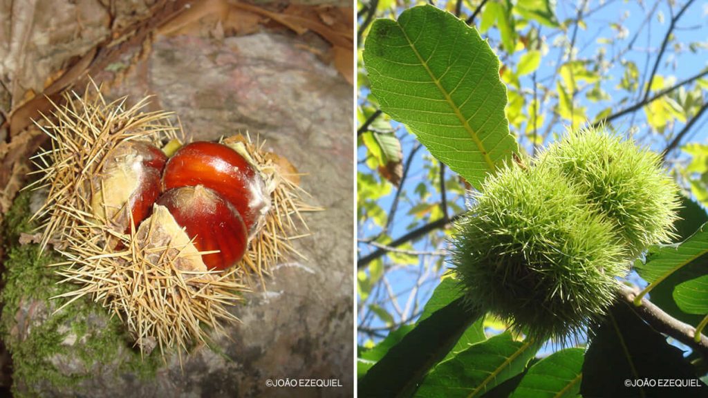 Old chestnut trees: a haven for biodiversity