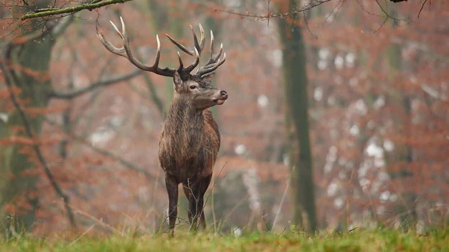 Red deer in the Serra da Lousã mountains: example of a reintroduction ...