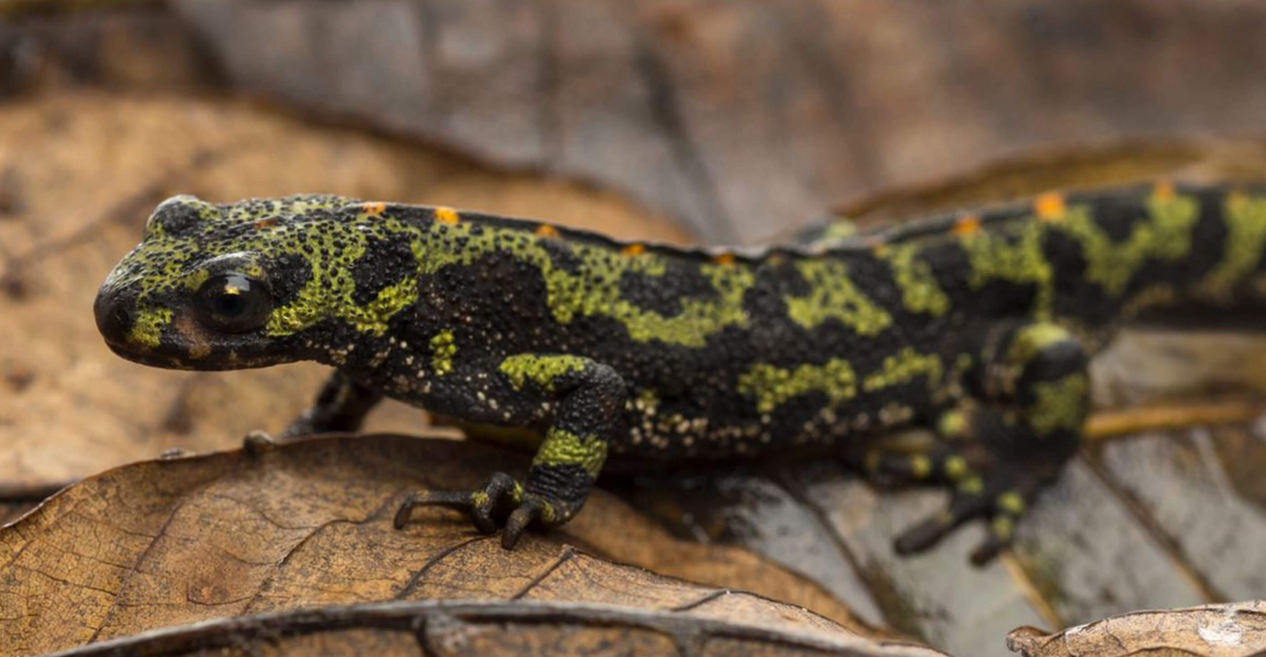 Find out about marbled newt, an endemic Iberian species