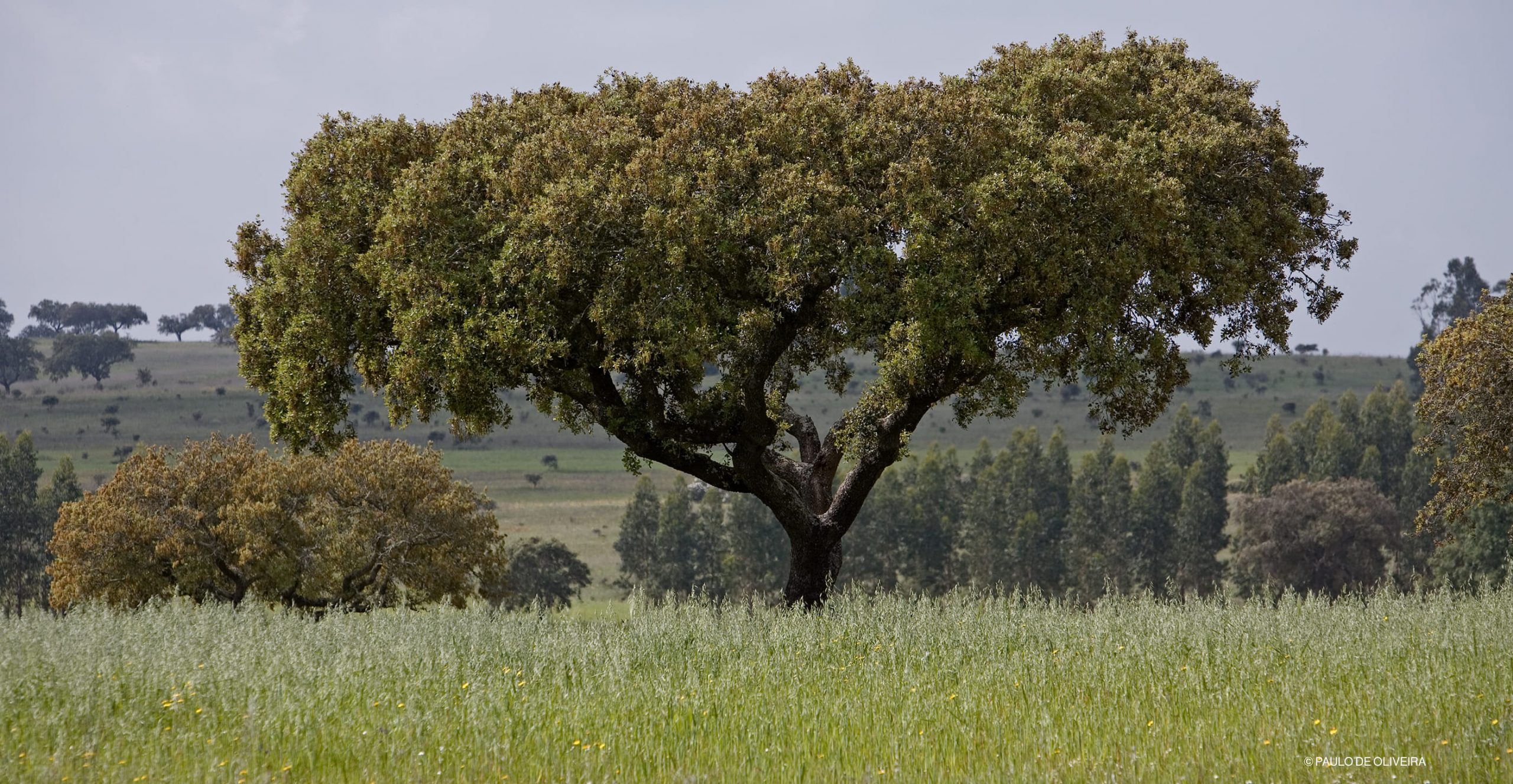 Descubra a azinheira: uma resistente em Portugal