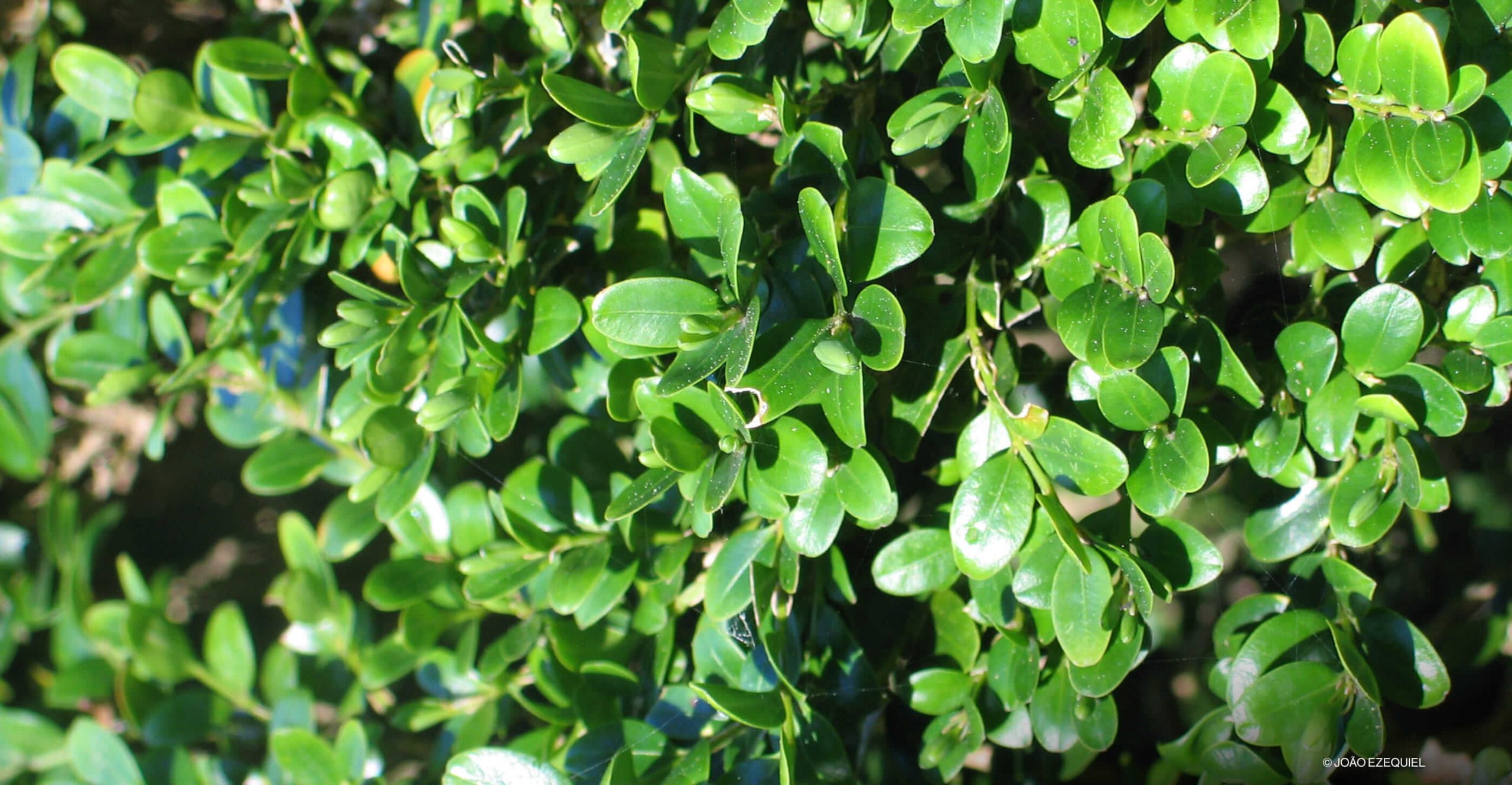 Common Box an ornamental species (which can be used also for musical ...