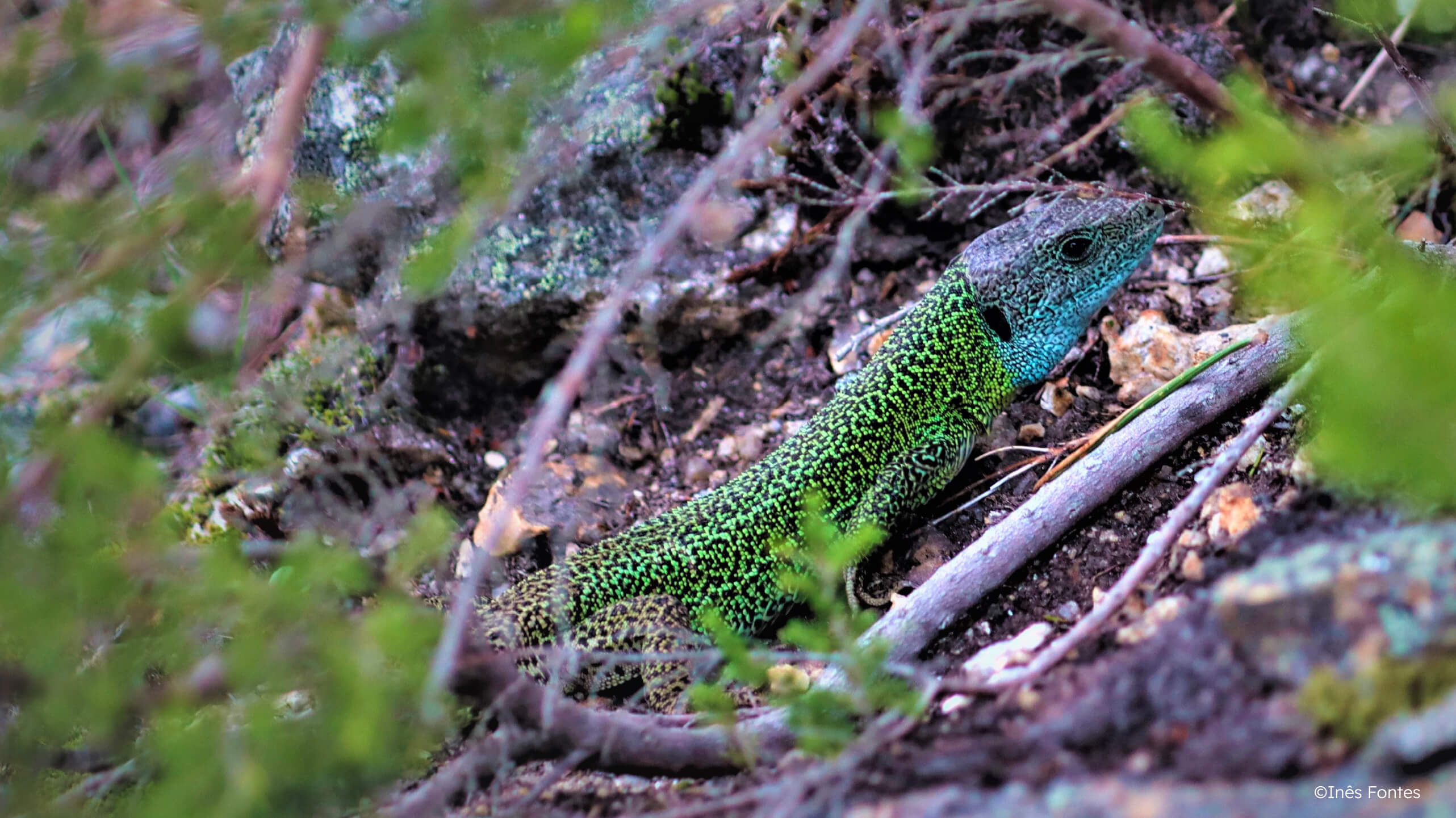 The water lizard: an Iberian endemism to be discovered in Portugal