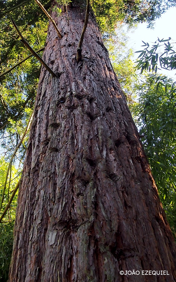 Broadest Tree In The World