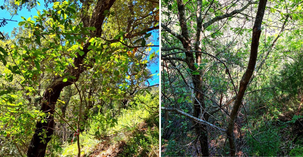 Support the survival of the Monchique oak in Portugal