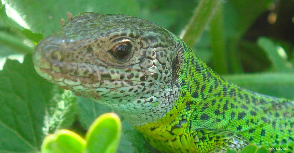 The water lizard: an Iberian endemism to be discovered in Portugal