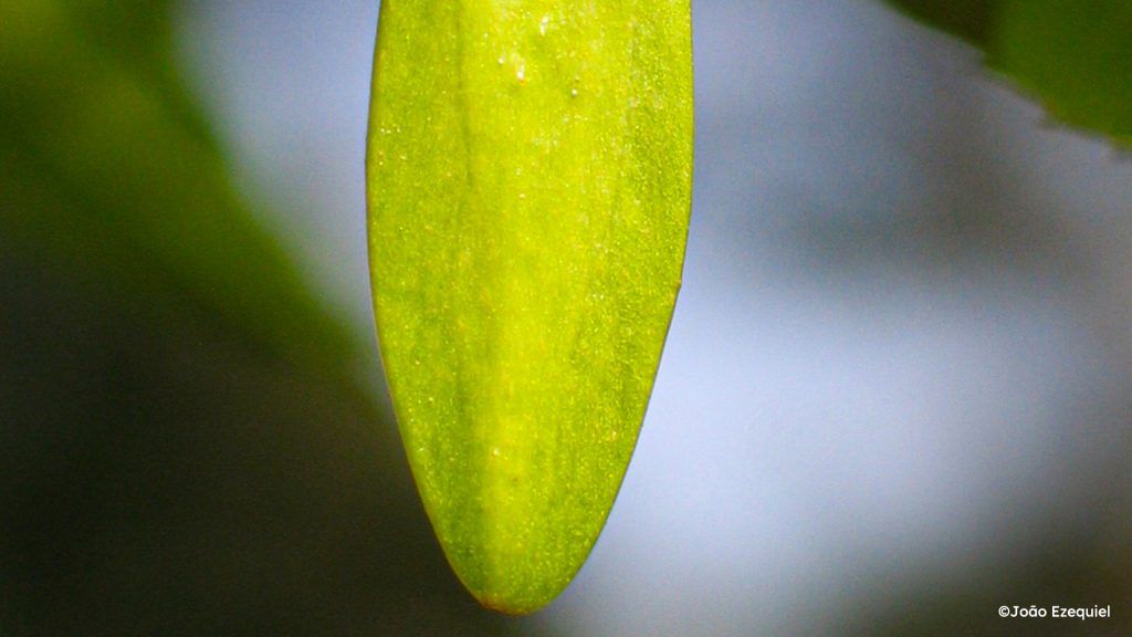 The narrow-leaved ash tree: a tree that can live more than 200 years ...