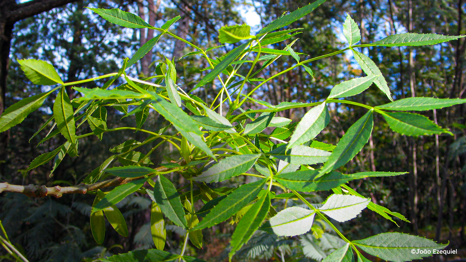 The narrow-leaved ash tree: a tree that can live more than 200 years ...