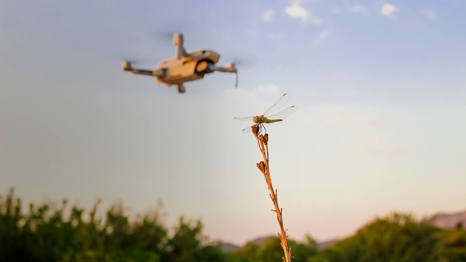 Biomimicry: when biodiversity inspires technology