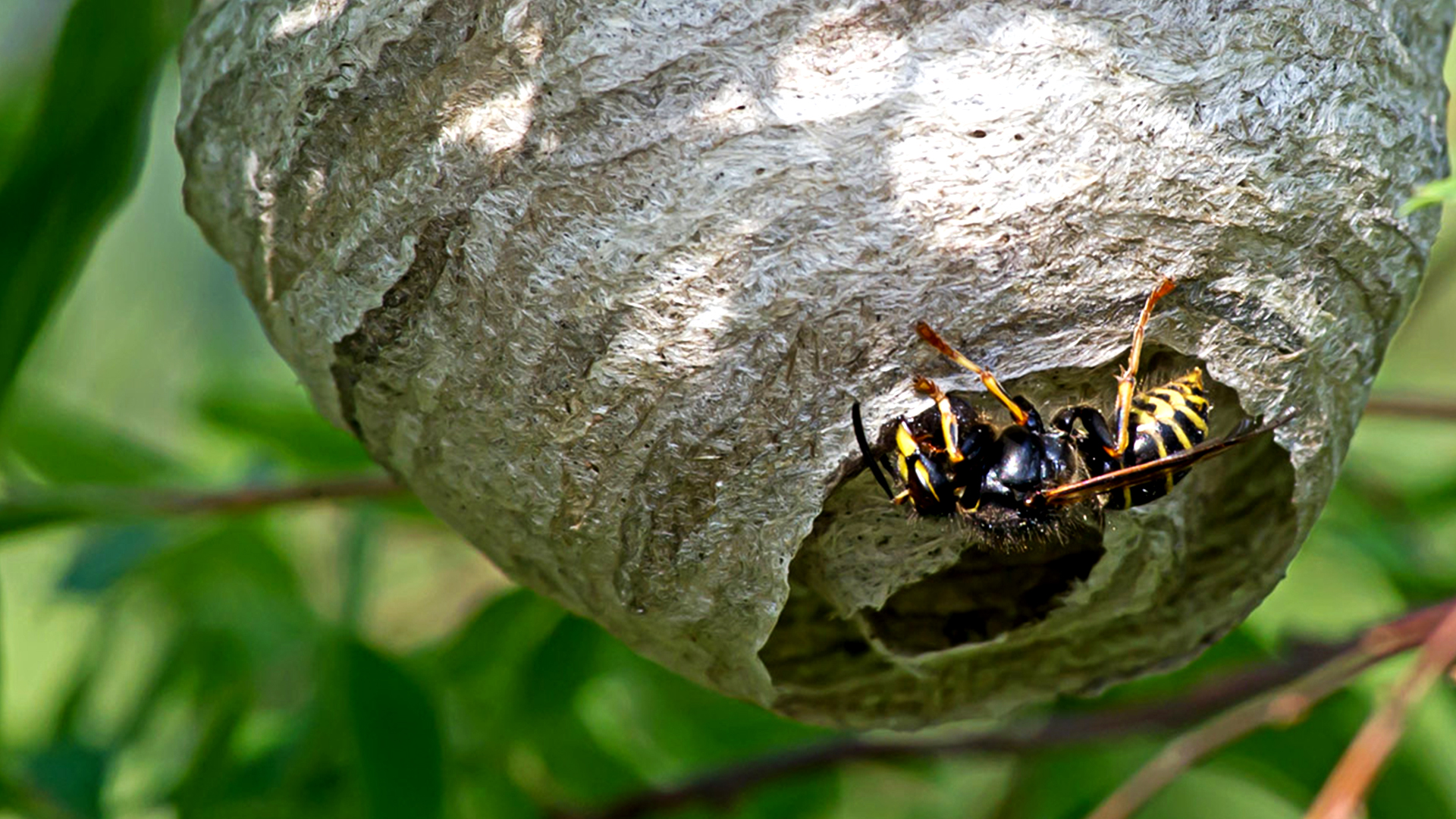 Wasps and their contribution to biodiversity - Biodiversidade