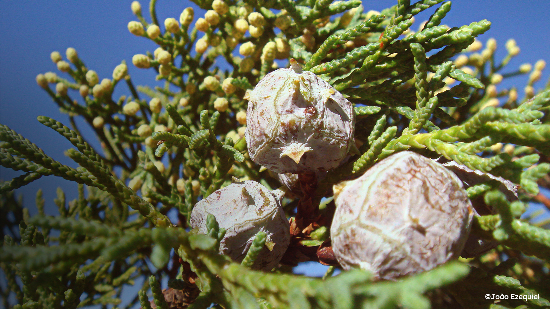 Buçaco cedar: a genus sharing its name with a Portuguese National ...