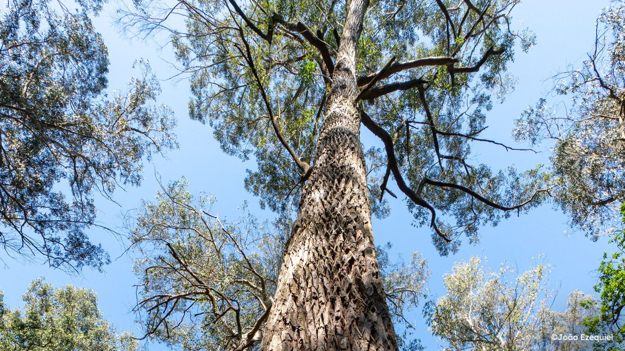 The role of monumental trees in the life of the forest and the planet ...