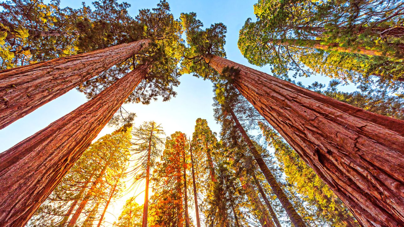 The role of monumental trees in the life of the forest and the planet ...