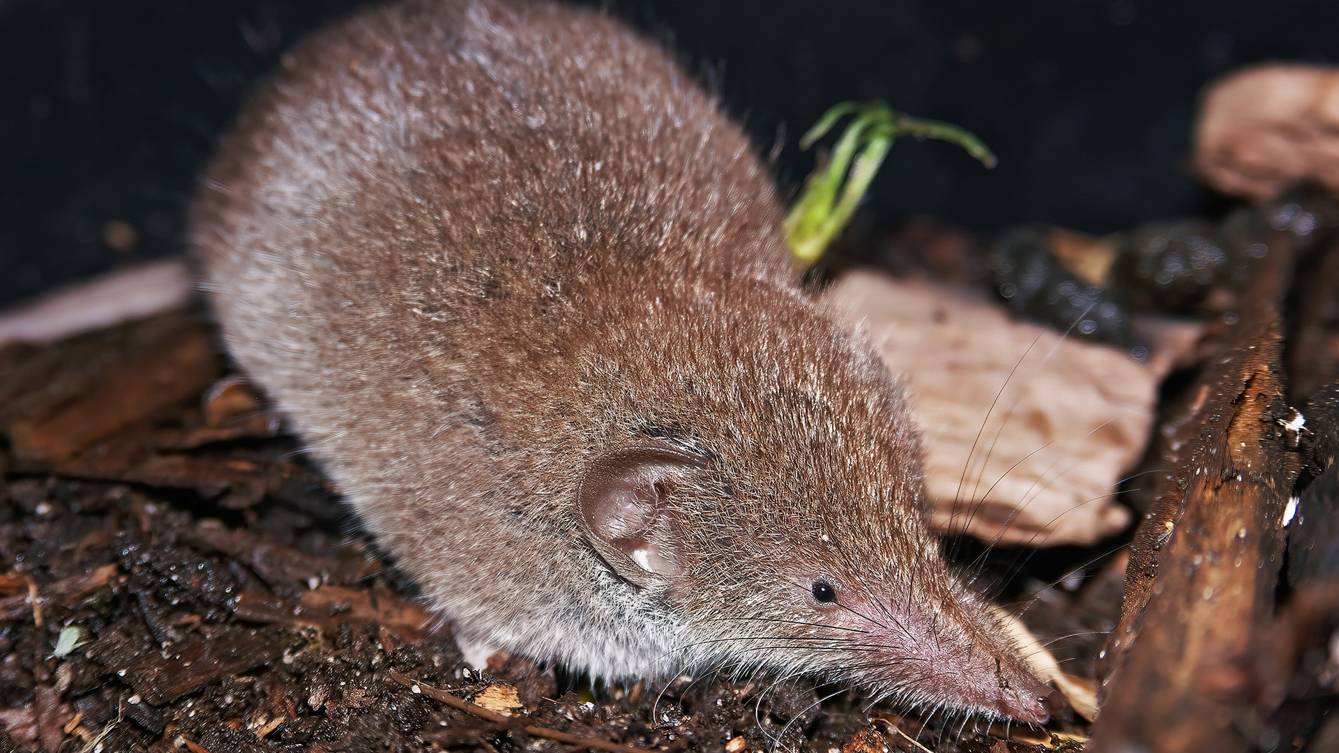 The little white-toothed shrew - Biodiversidade