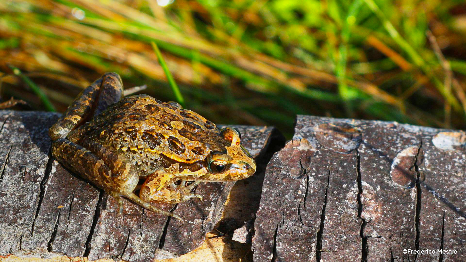 An Iberian painted frog with a sturdy build - Biodiversidade