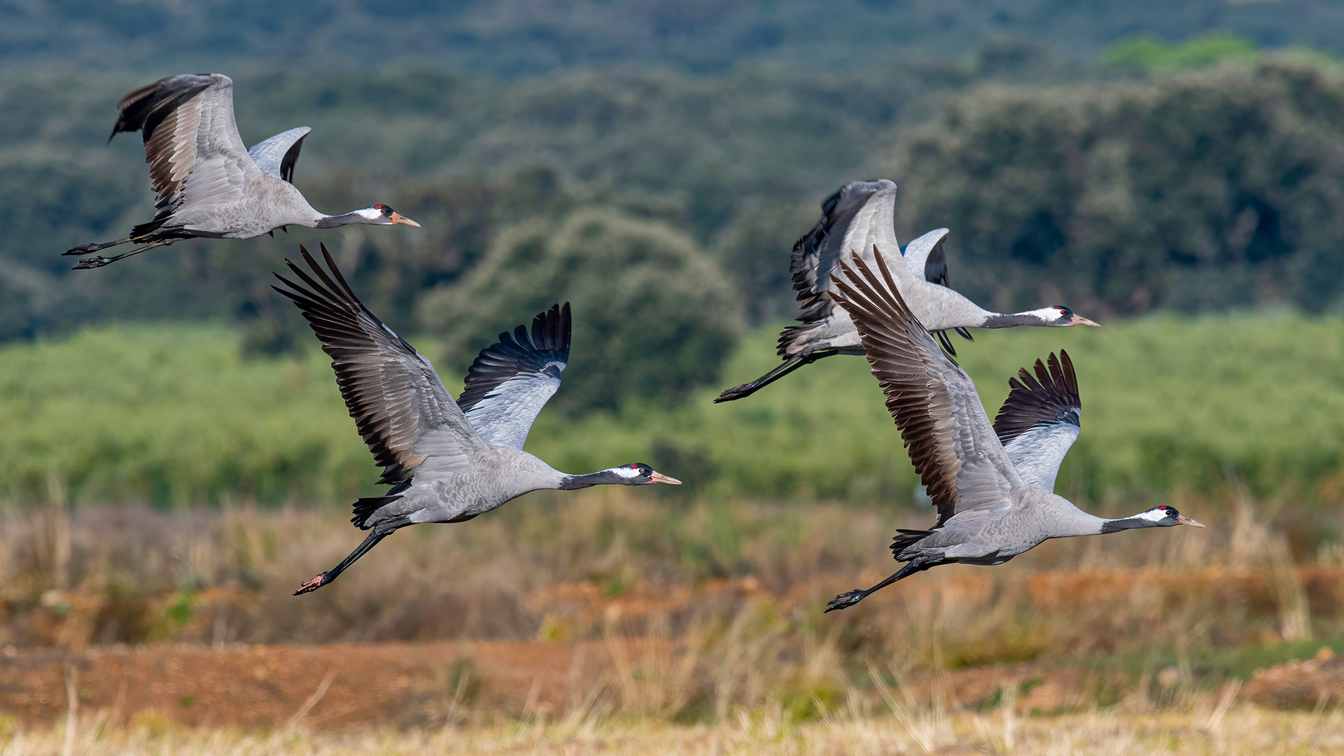 Migratory birds: long distance travellers - Biodiversidade