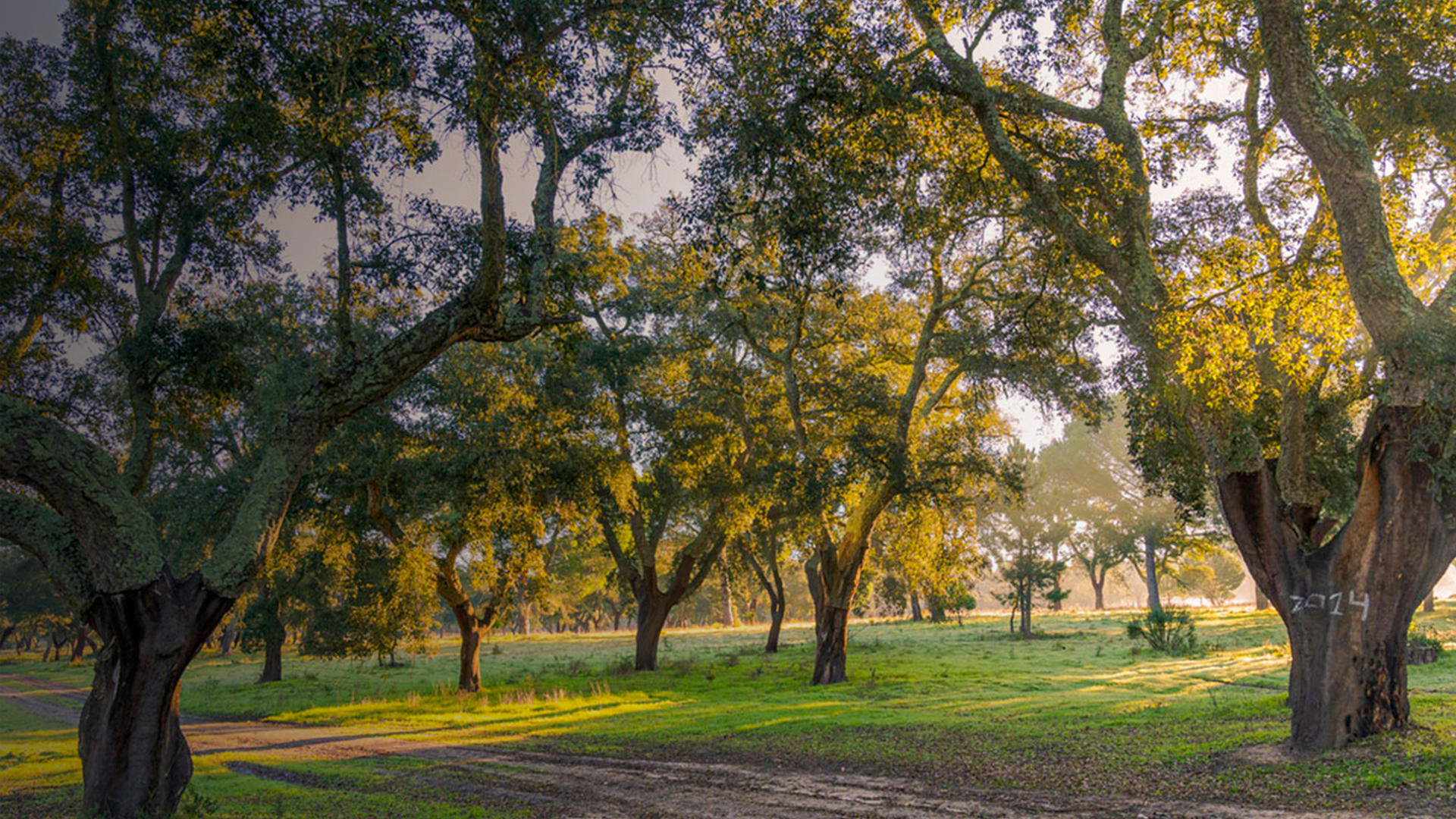 Let's Celebrate Our Native Forest - Biodiversidade