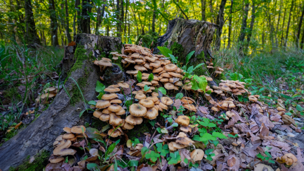 The secret life of mushrooms - Biodiversidade
