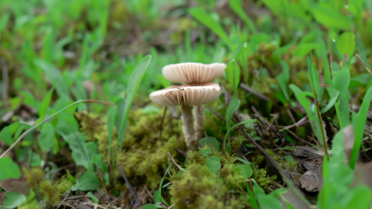 The secret life of mushrooms - Biodiversidade