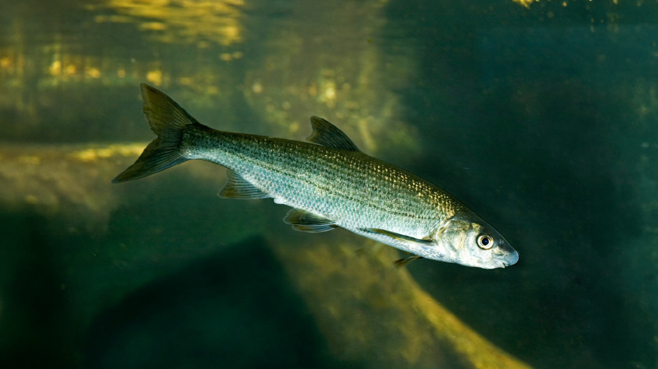 Iberian nase, a freshwater fish - Biodiversidade