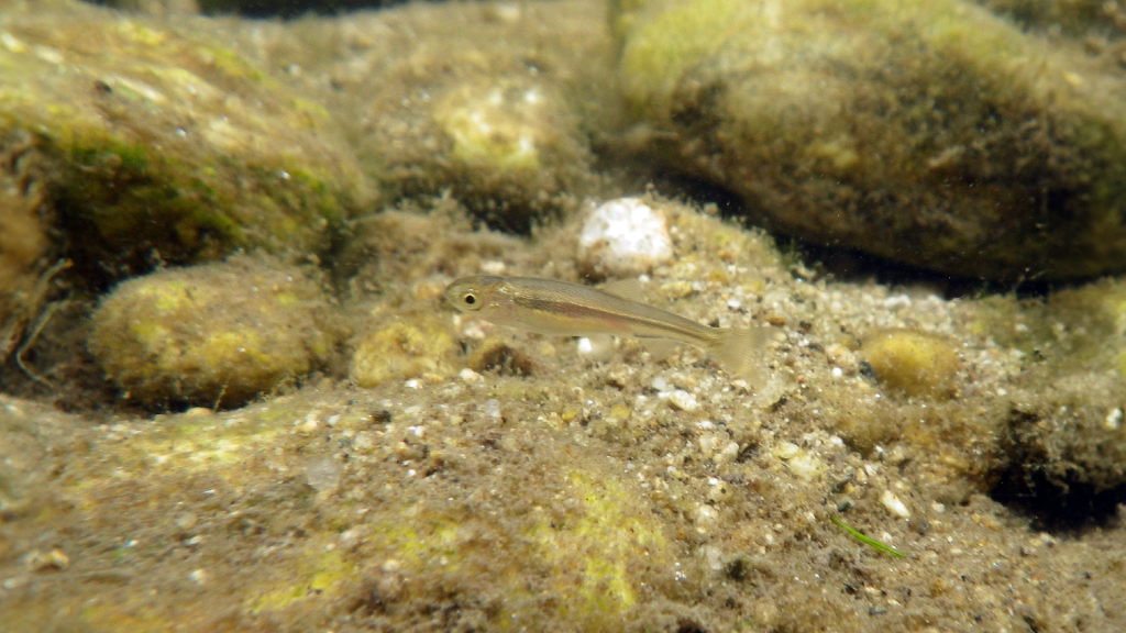 Iberian nase, a freshwater fish - Biodiversidade