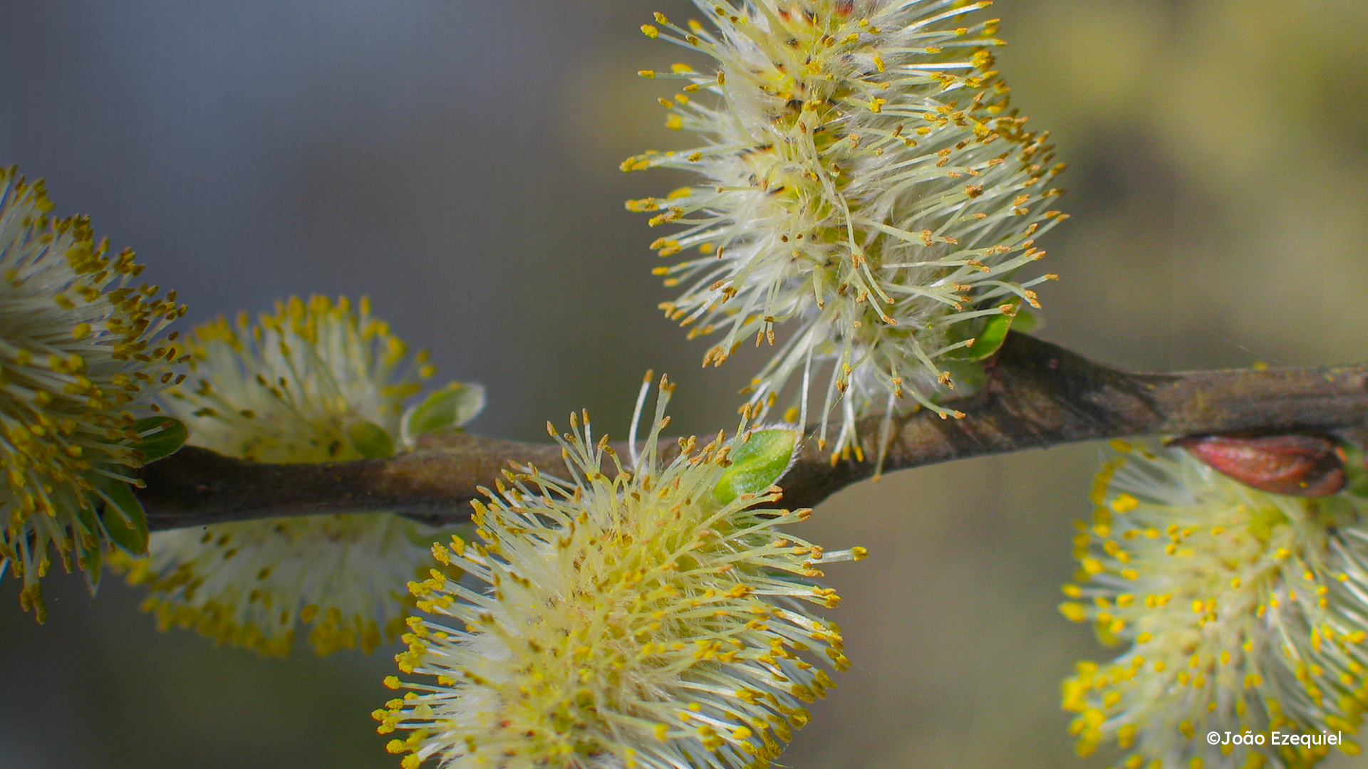 Grey willow, a tree associated with myths and legends - Biodiversidade