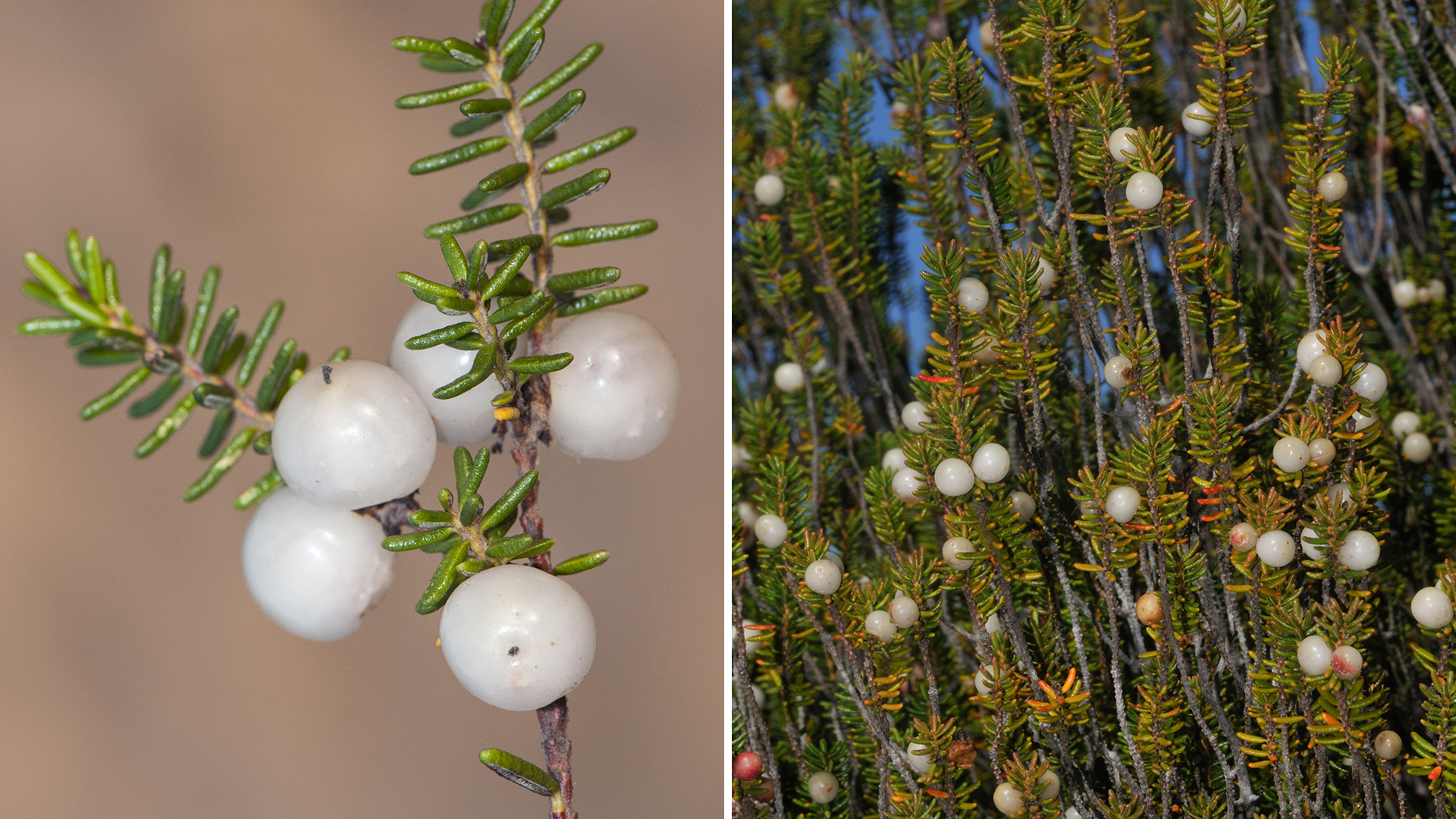 The Portuguese crowberry: a hidden treasure in nature - Biodiversidade