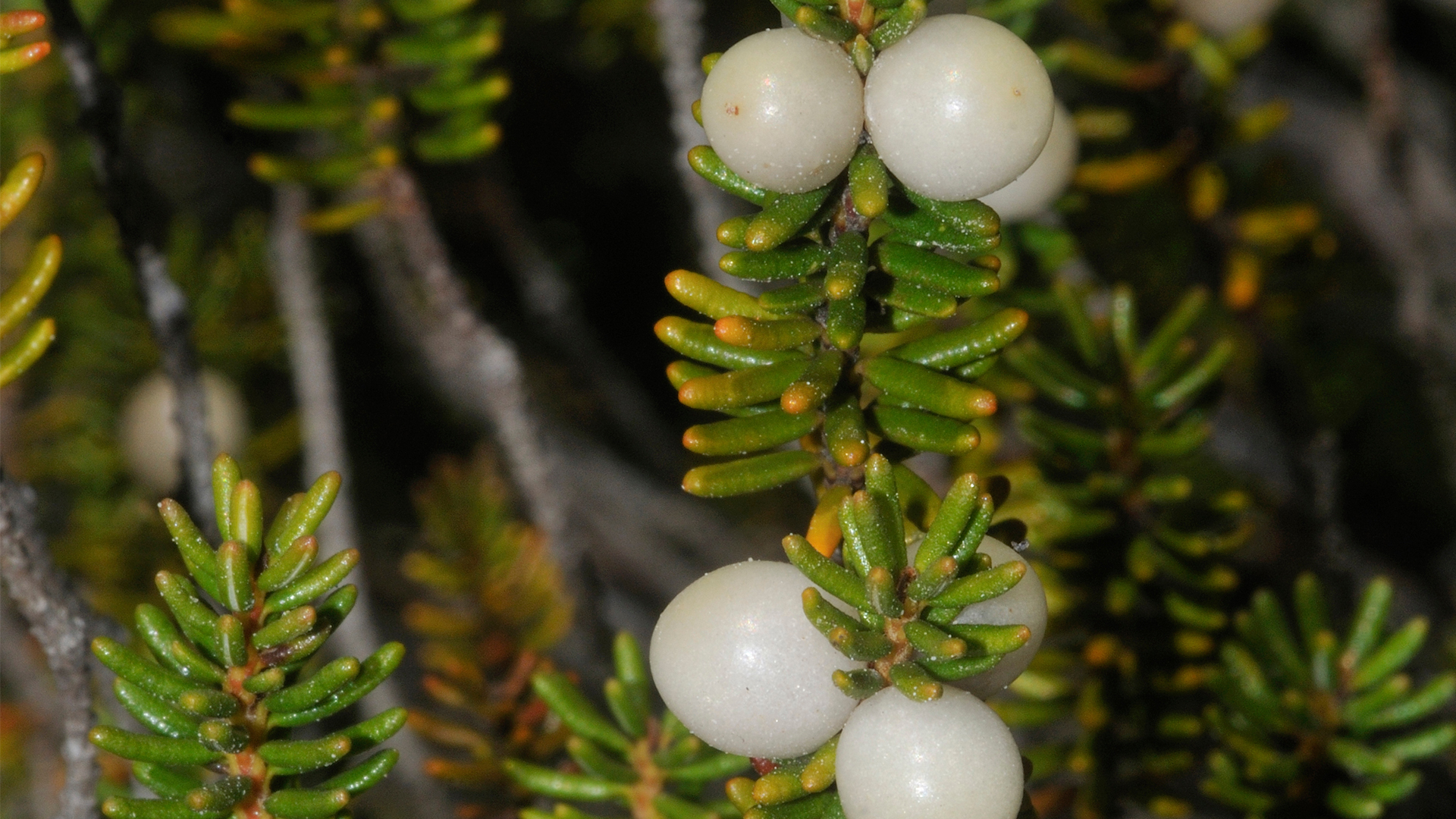 The Portuguese crowberry: a hidden treasure in nature - Biodiversidade