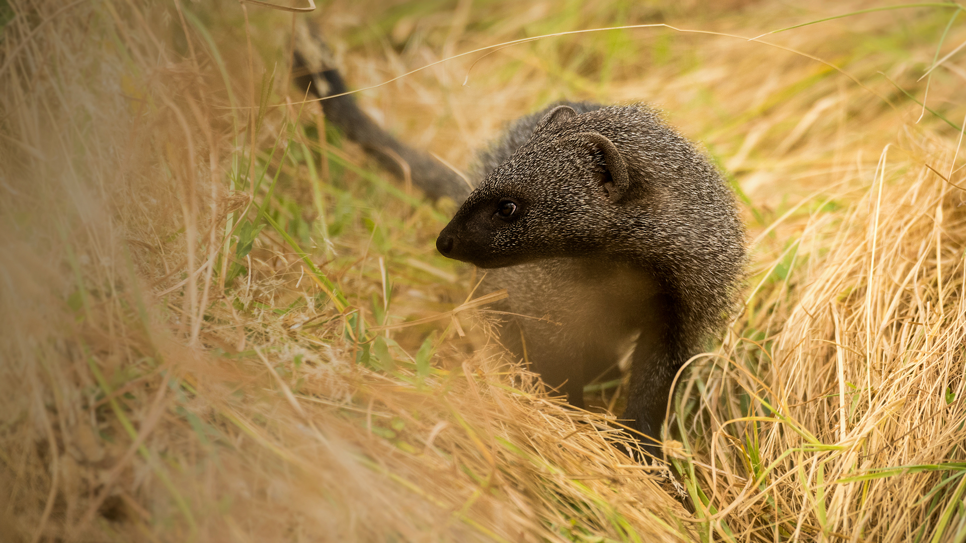 Egyptian mongoose: Meet the “pharaoh’s rat” - Biodiversidade