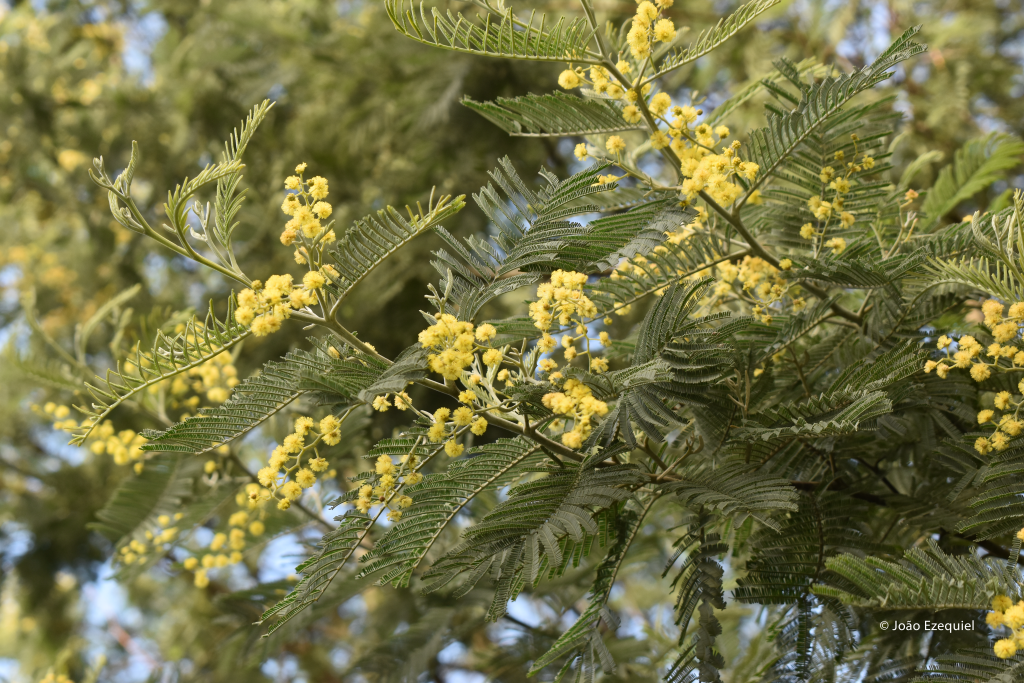 Acacias: beautiful but dangerous - Biodiversidade