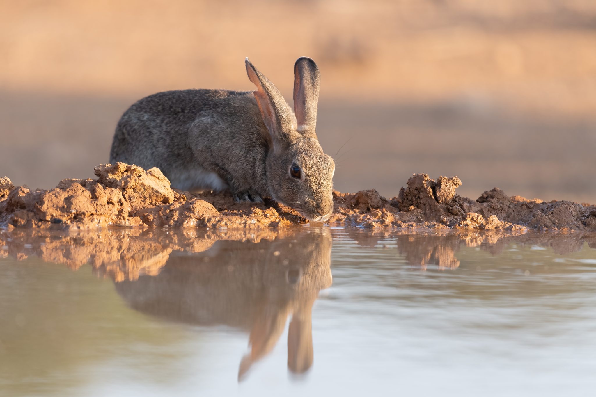 European rabbit: a fundamental species in Portuguese biodiversity ...
