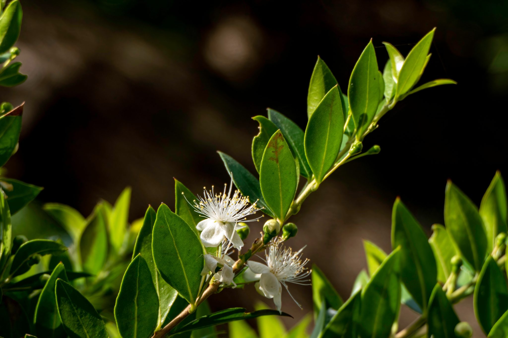 Myrtle: a symbol of Portugal's natural diversity - Biodiversidade
