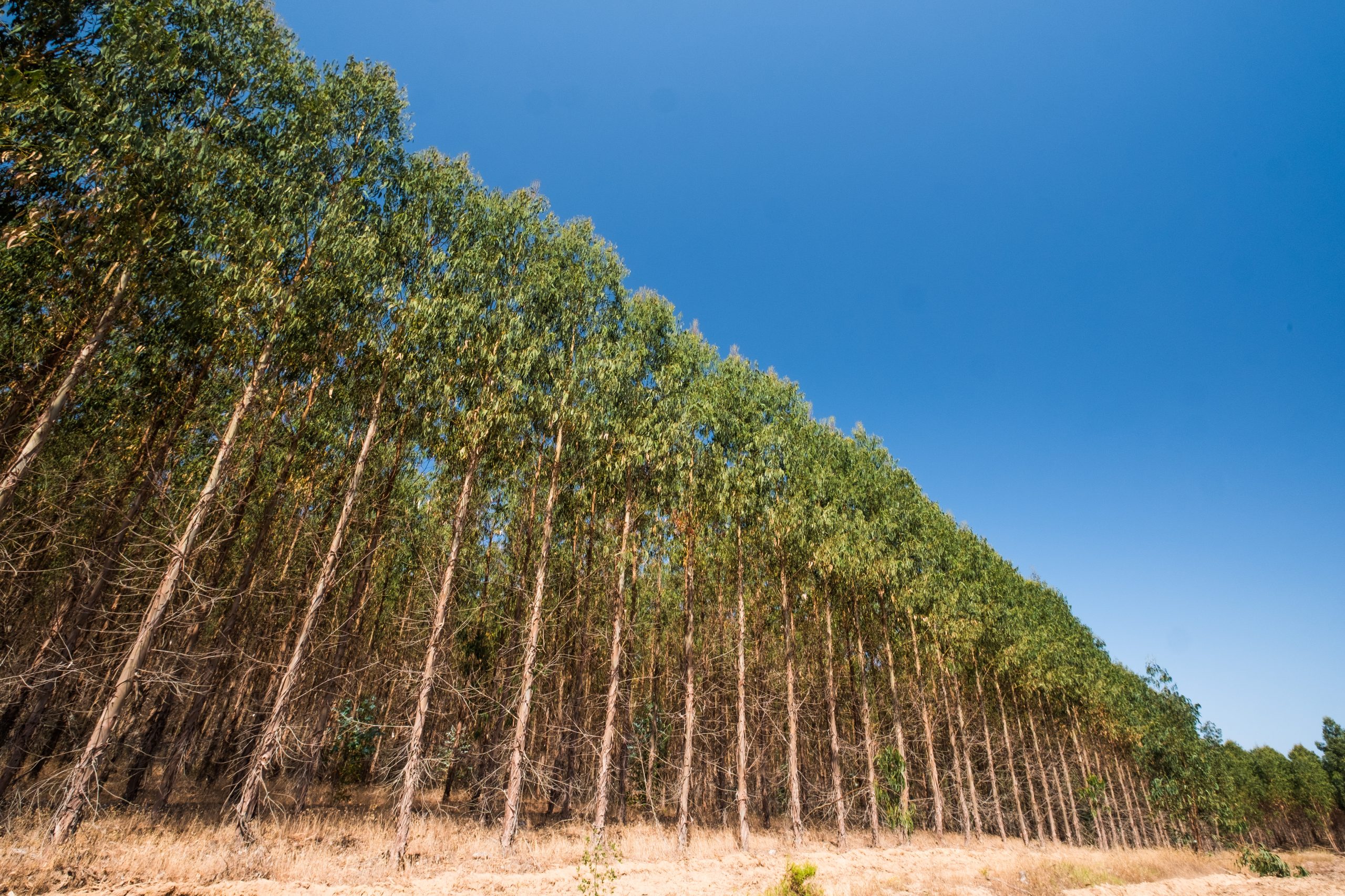 Know the eucalyptus forest - Biodiversidade