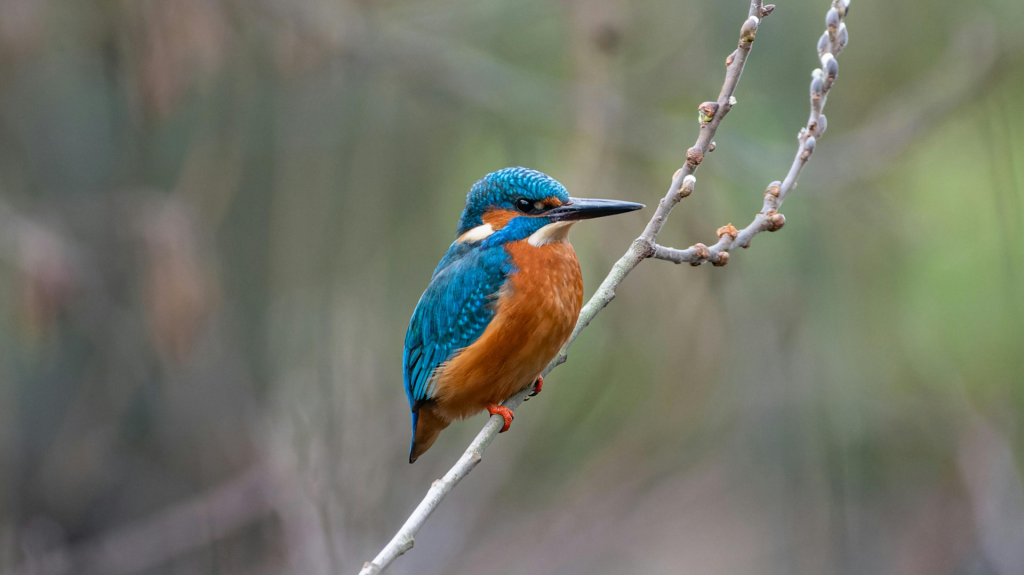 River kingfisher: a small coloured arrow - Biodiversidade